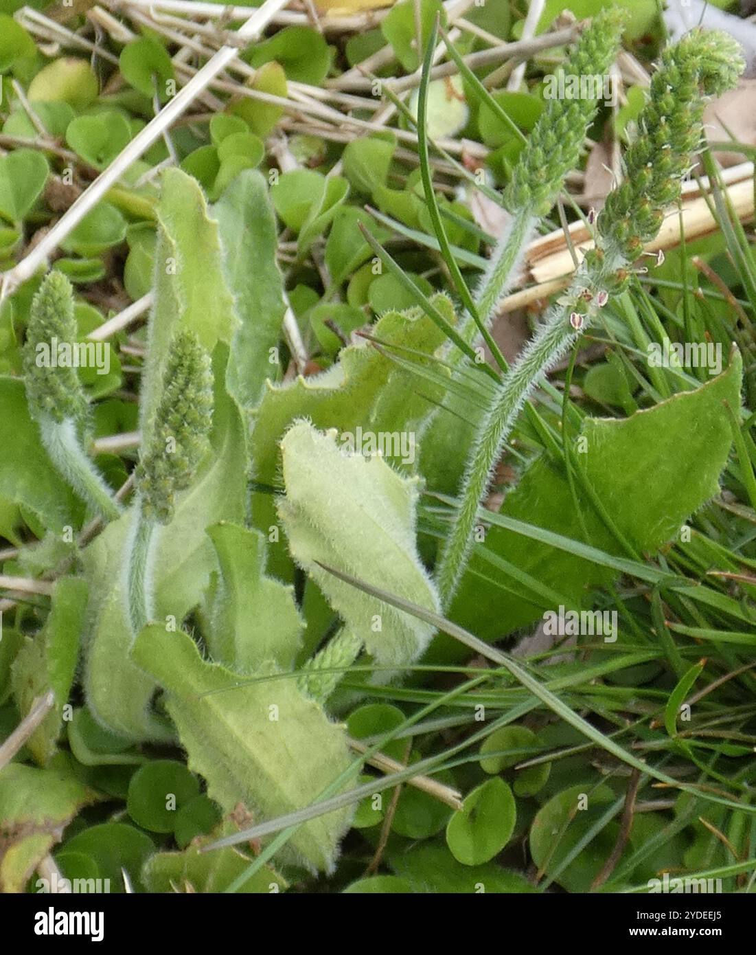 dwarf plantain (Plantago virginica Stock Photo - Alamy