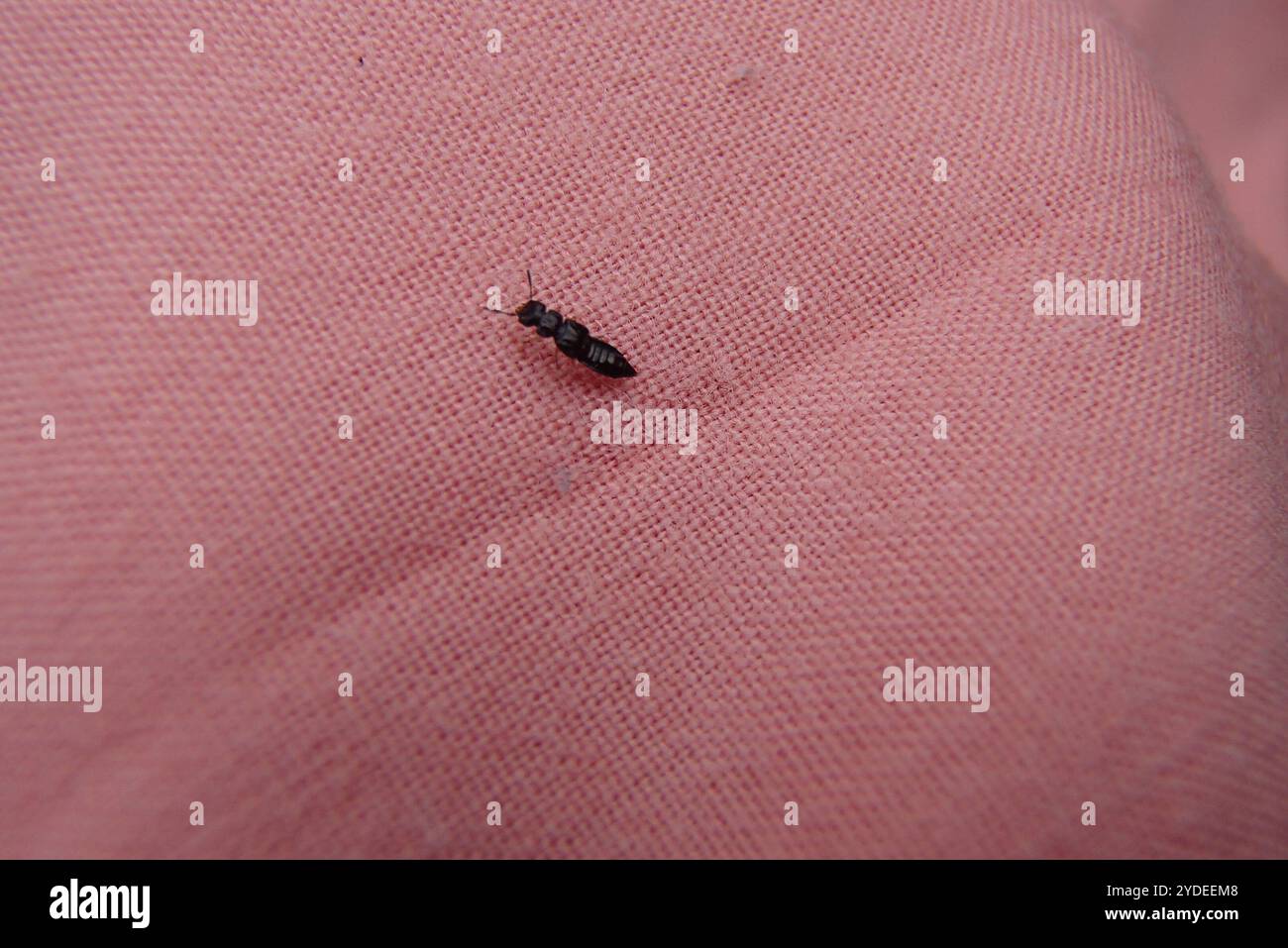 Spiny-legged Rove Beetles (Oxytelinae Stock Photo - Alamy