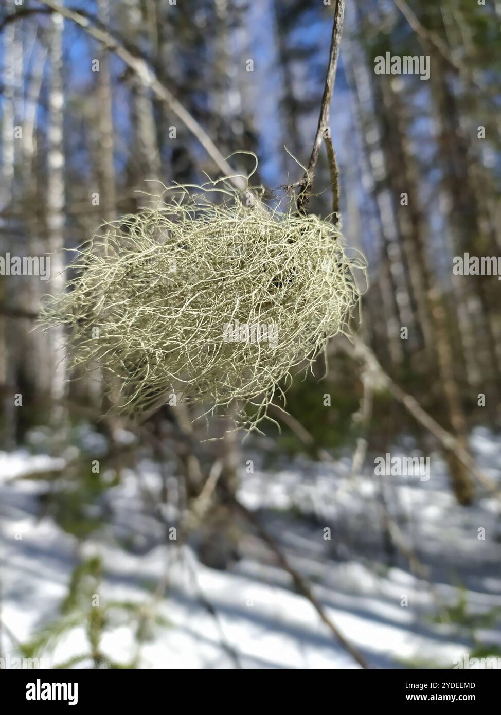 beard lichens (Usnea Stock Photo - Alamy