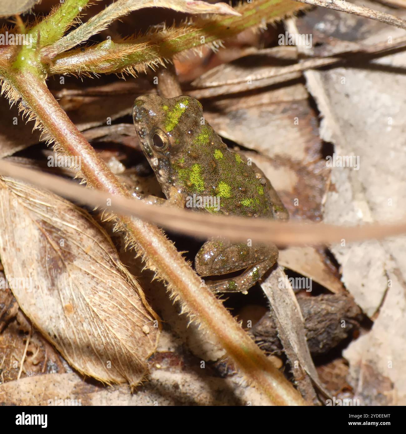 Puddle Frogs (Phrynobatrachus Stock Photo - Alamy