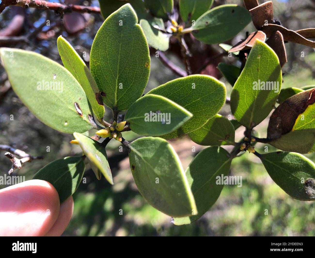 Common Manzanita (Arctostaphylos manzanita Stock Photo - Alamy