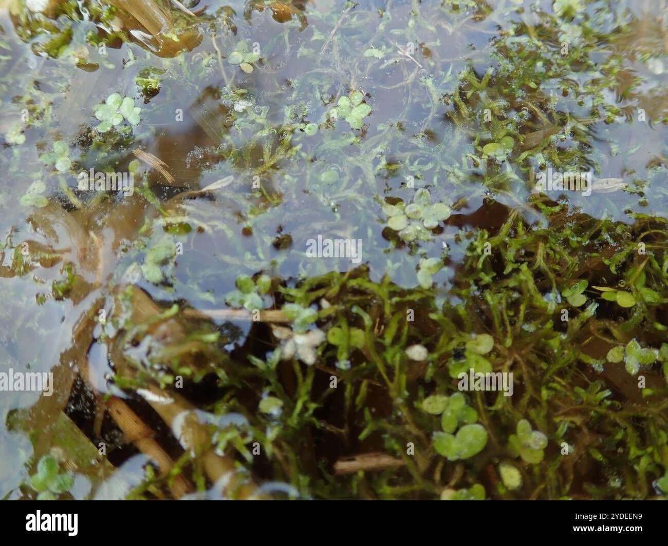 Floating Crystalwort (Riccia fluitans Stock Photo - Alamy