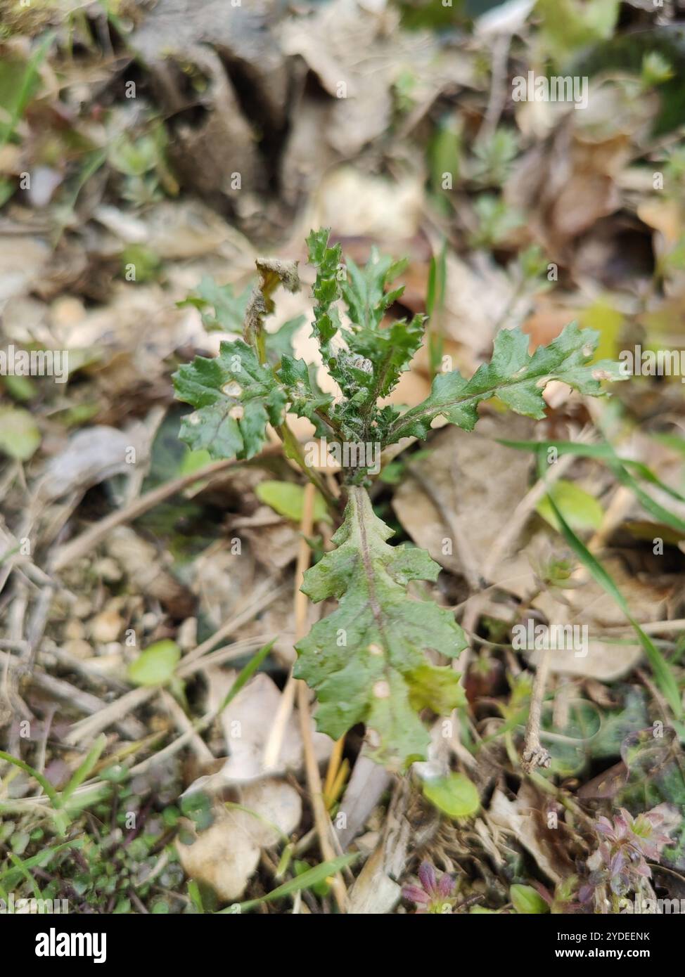 common groundsel (Senecio vulgaris Stock Photo - Alamy