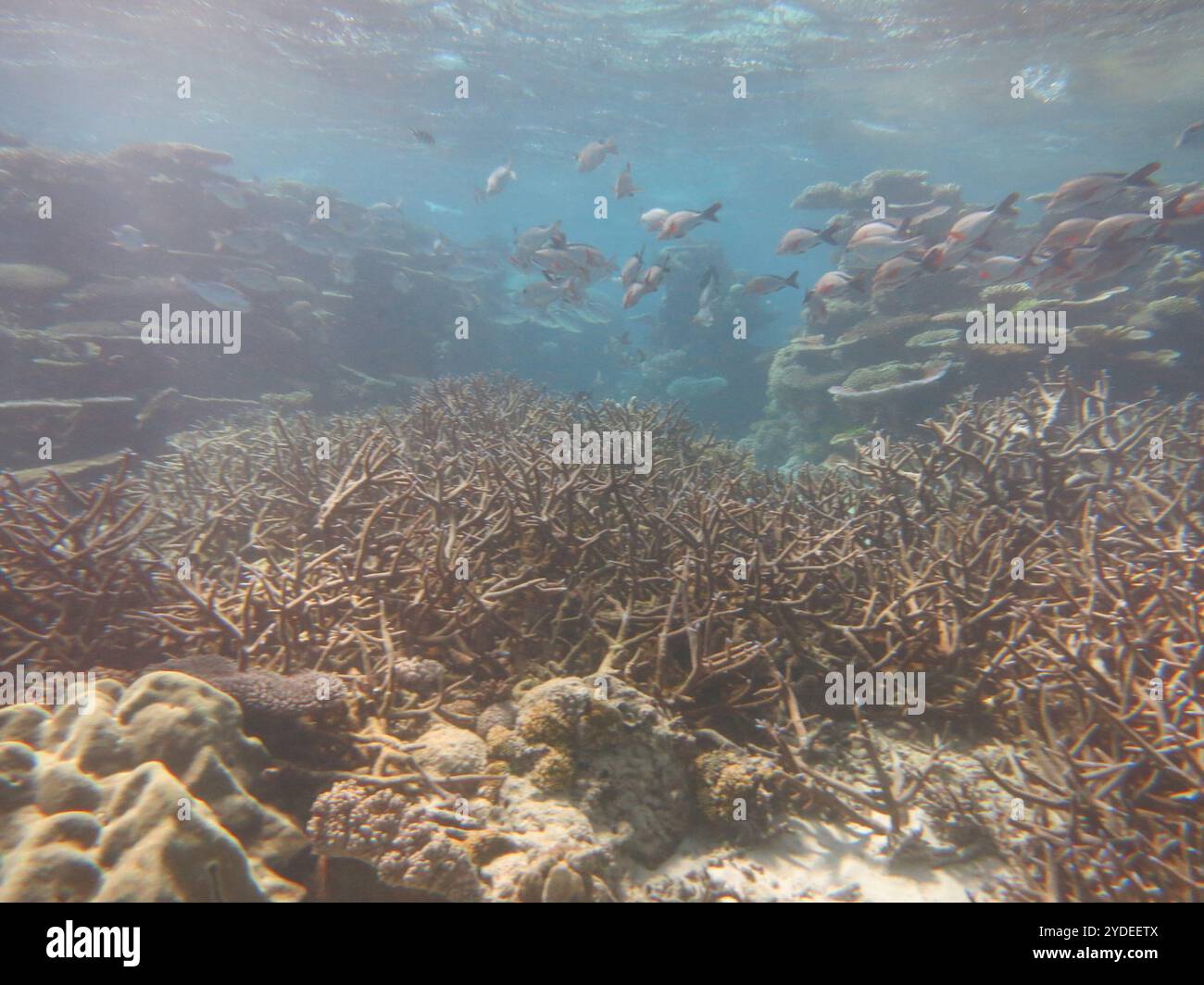 Humpback Snapper (Lutjanus gibbus Stock Photo - Alamy