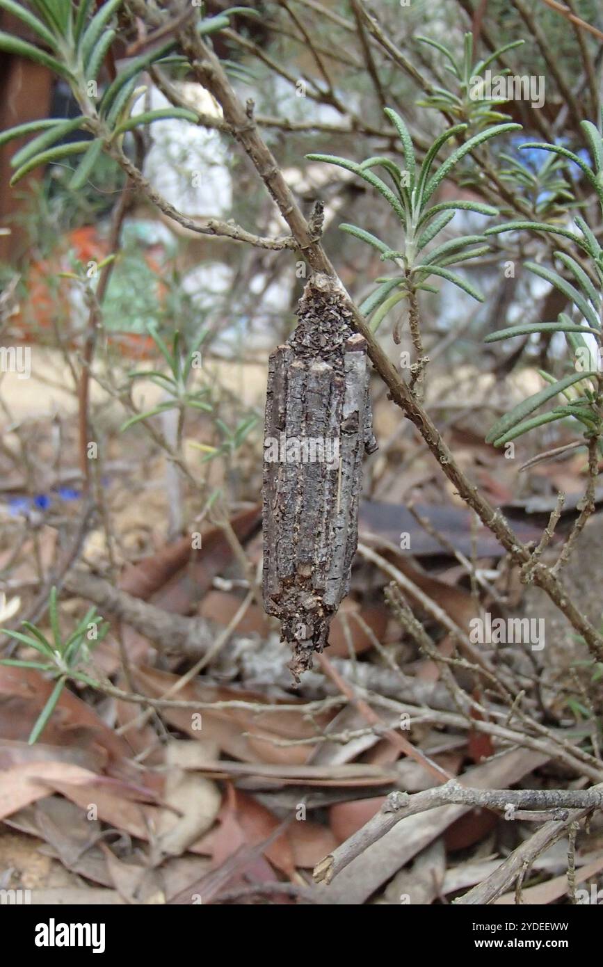 Bagworm Moths (Psychidae Stock Photo - Alamy