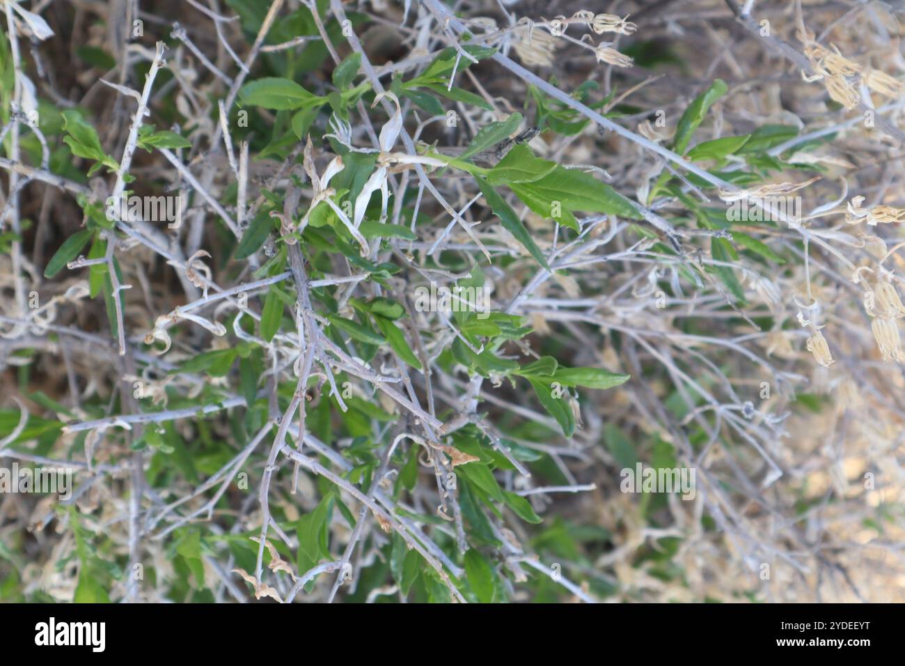 American threefold (Trixis californica Stock Photo - Alamy