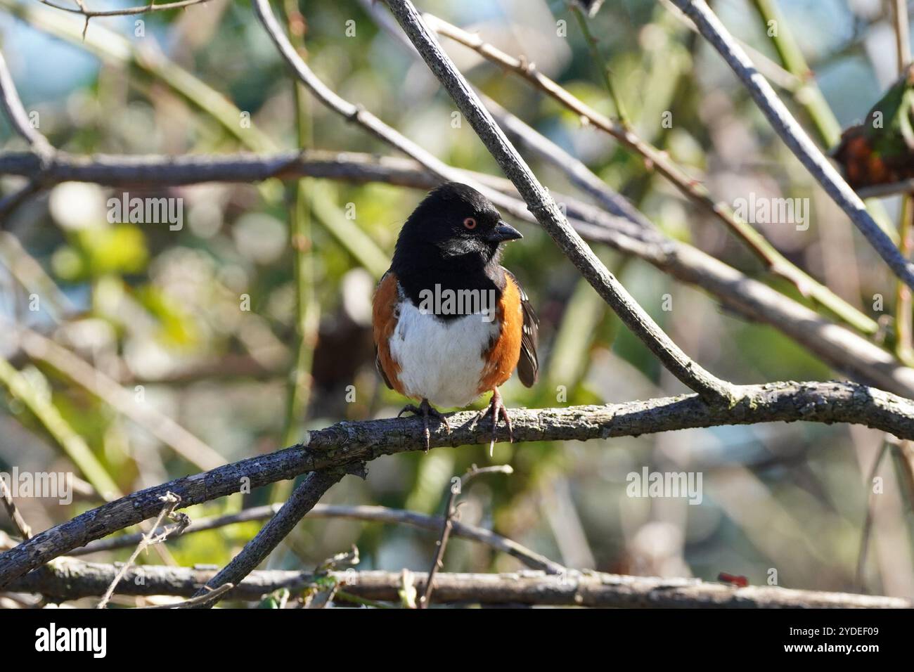 Spotted Towhee (Pipilo maculatus Stock Photo - Alamy