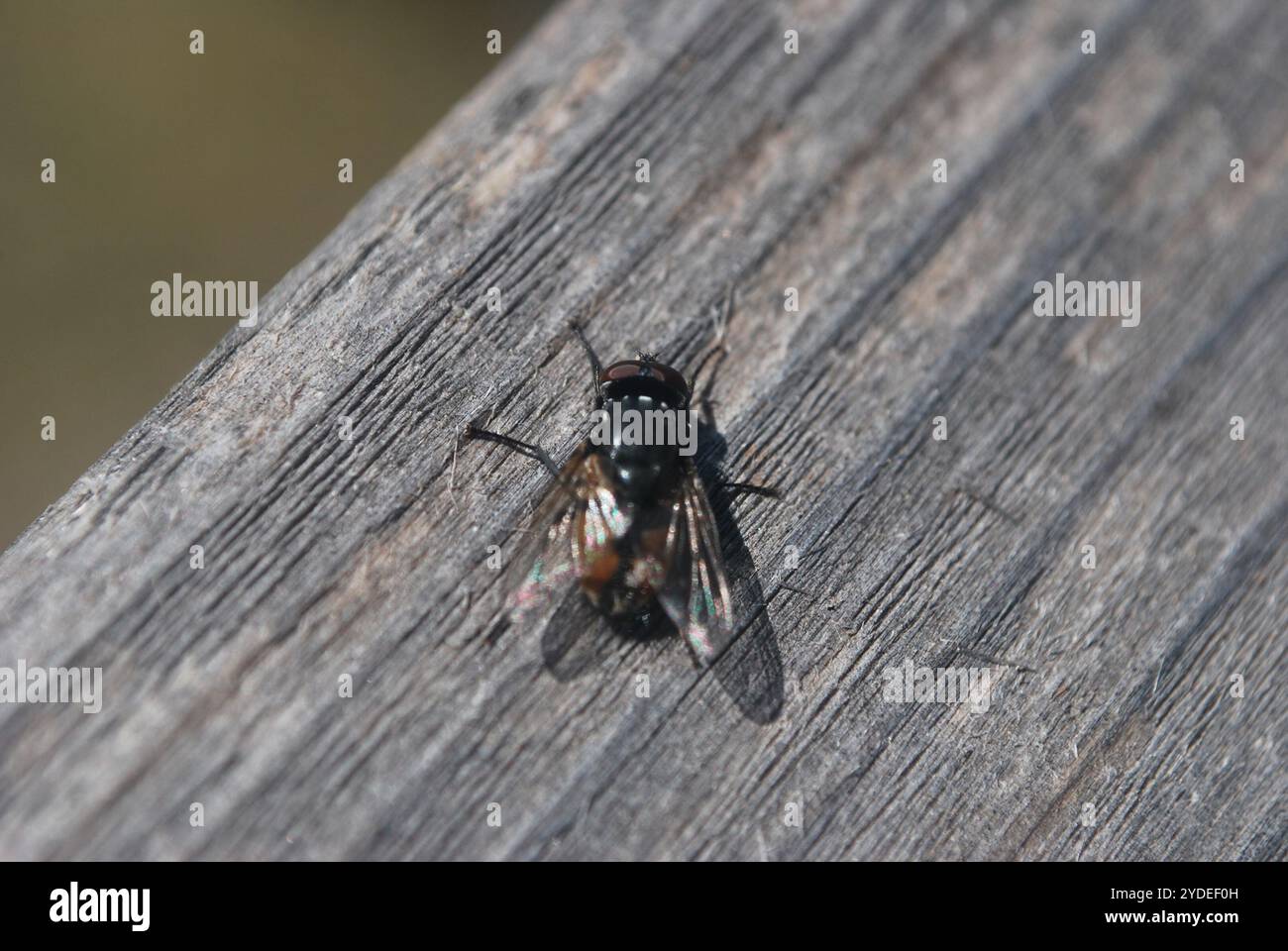 Face fly (Musca autumnalis Stock Photo - Alamy