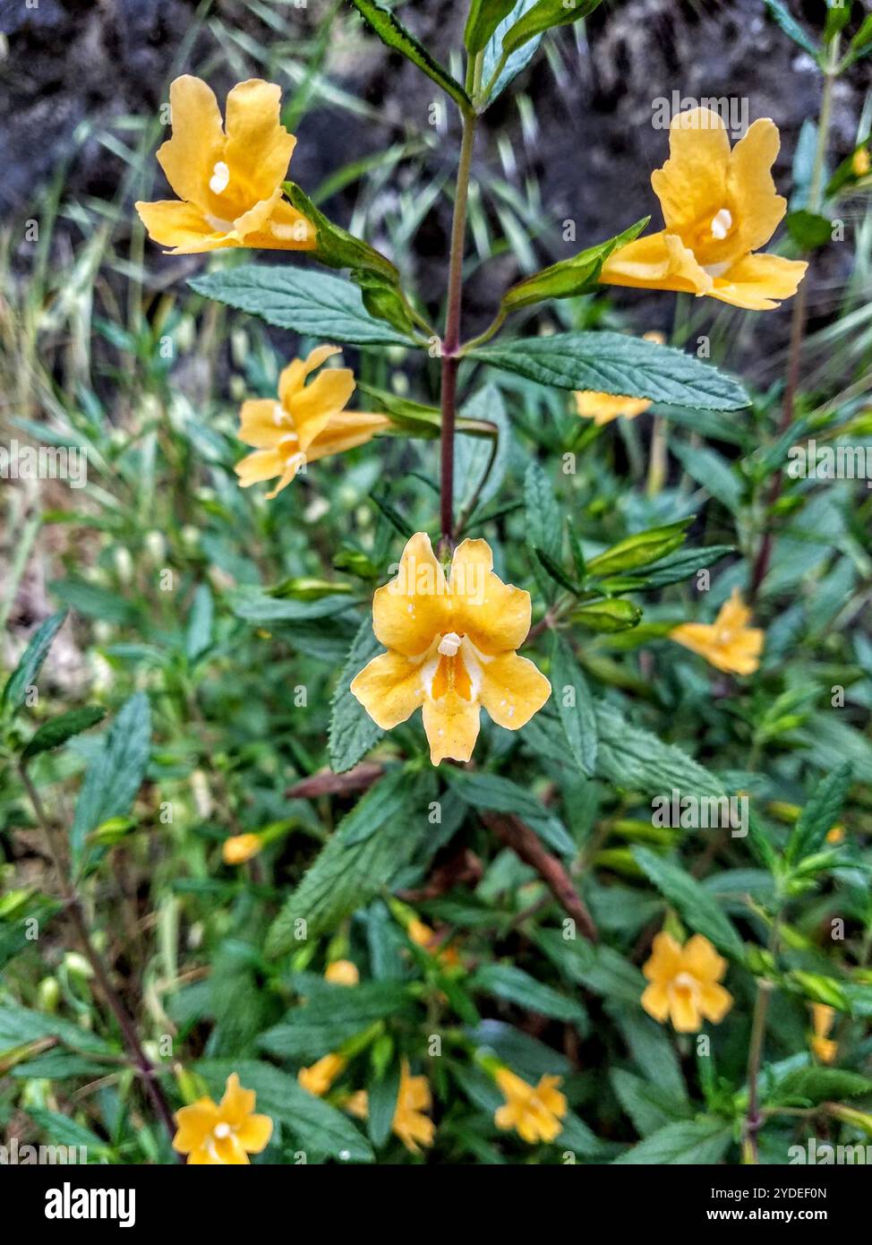orange bush monkeyflower (Diplacus aurantiacus Stock Photo - Alamy