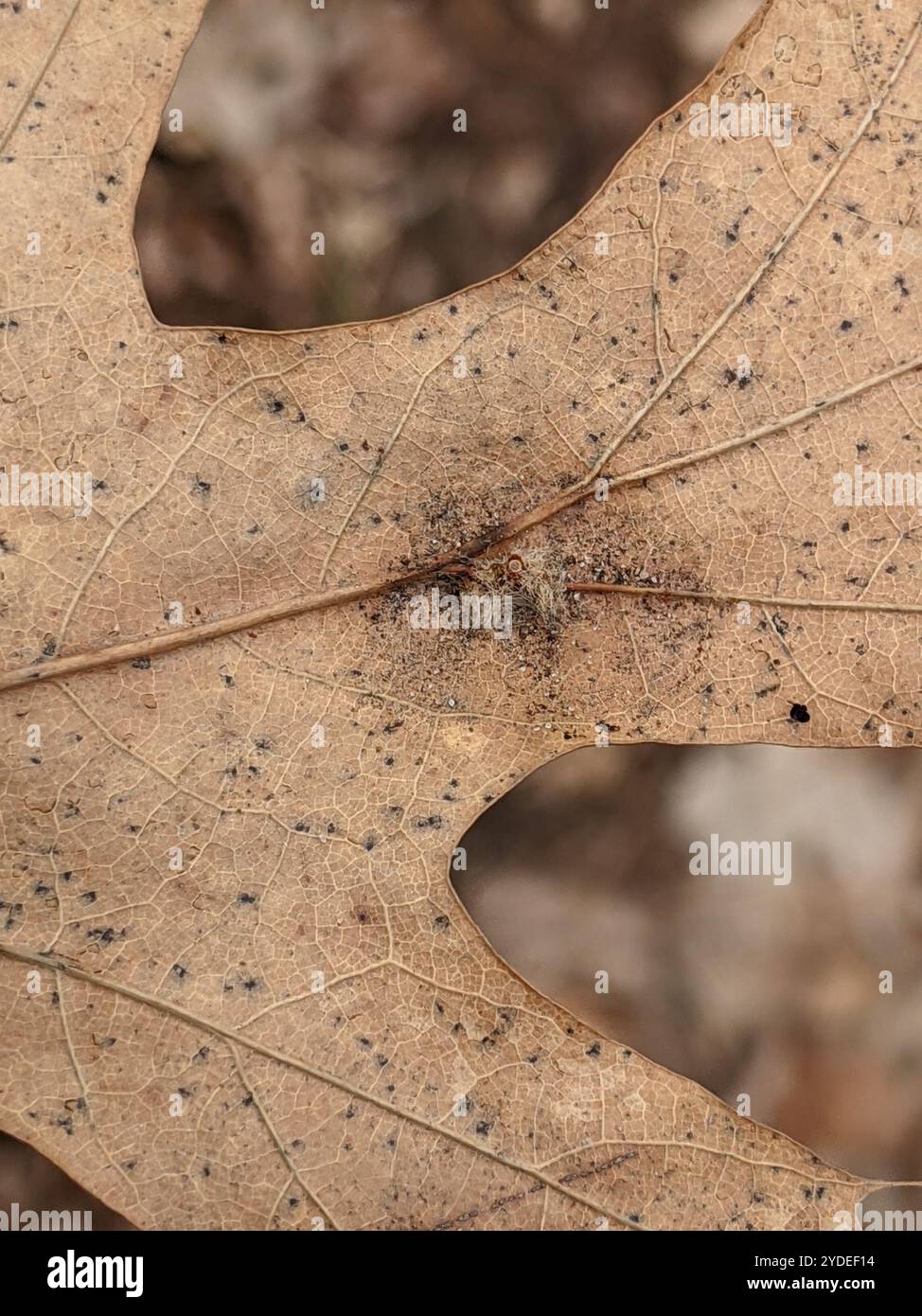 Woolly Oak Gall Wasp (Callirhytis lanata Stock Photo - Alamy