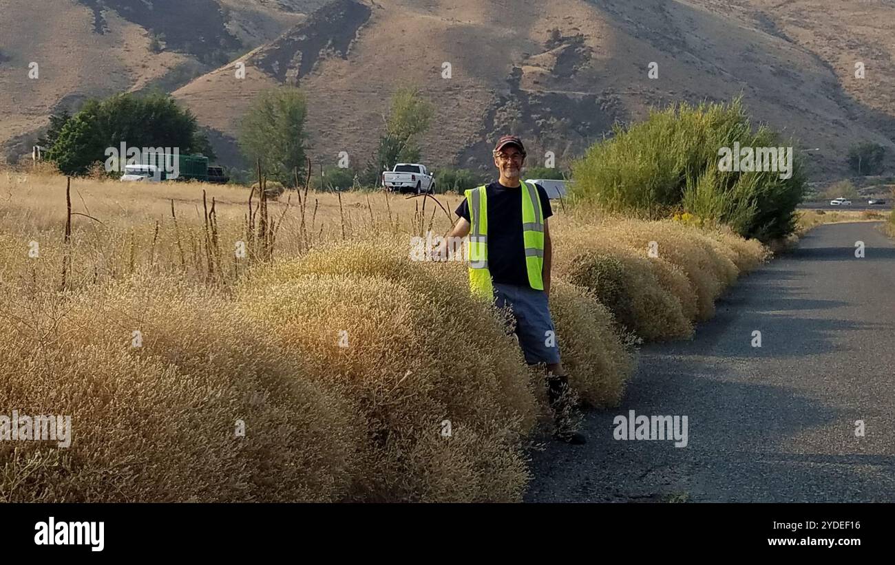 Russian knapweed (Rhaponticum repens Stock Photo - Alamy