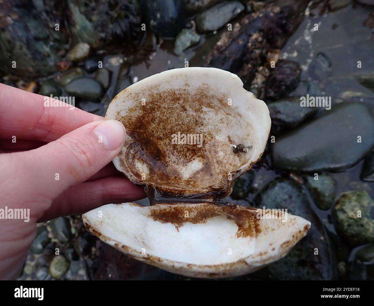 Butter Clam (Saxidomus gigantea Stock Photo - Alamy