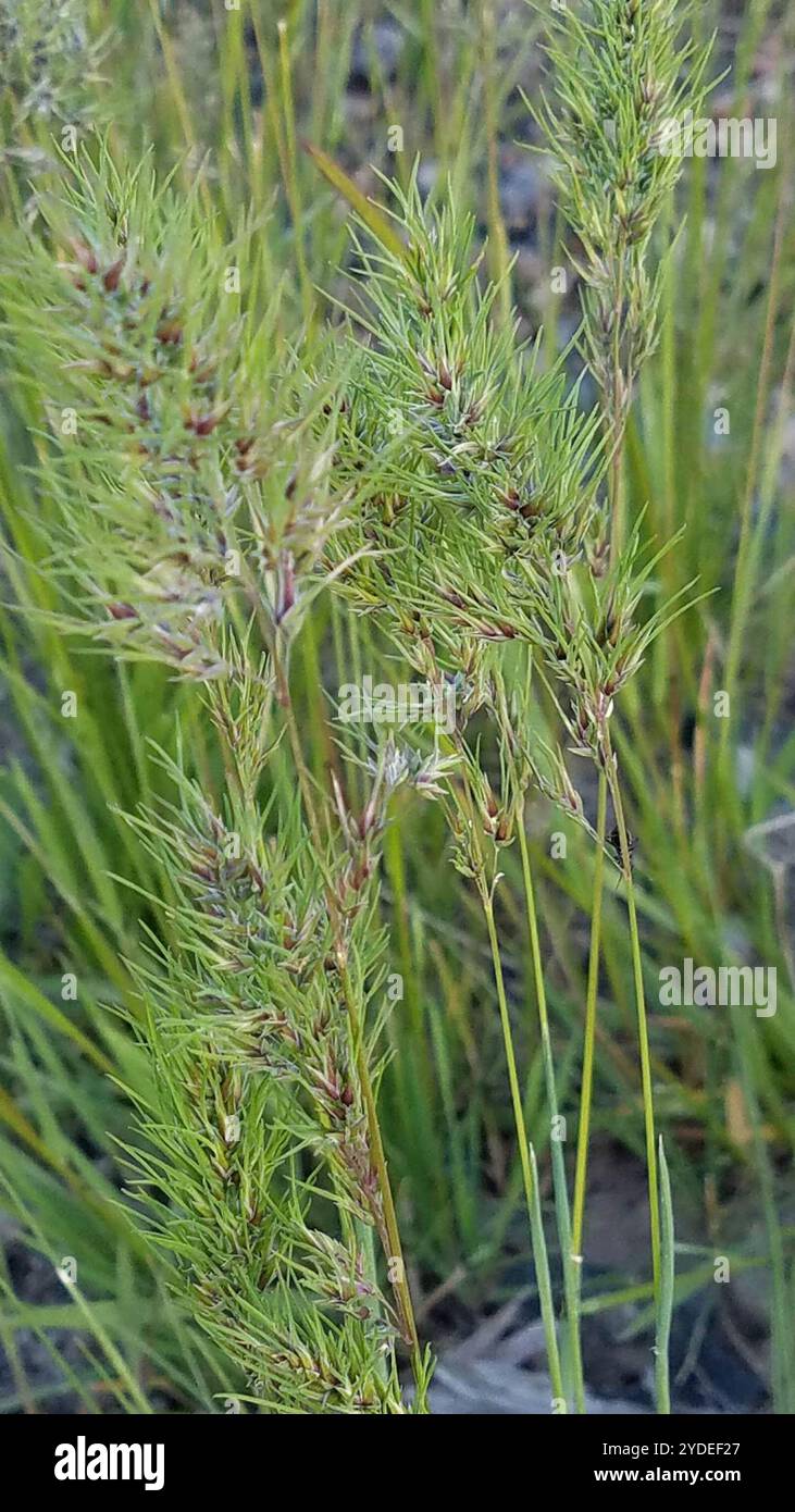 Bulbous Bluegrass (Poa bulbosa Stock Photo - Alamy