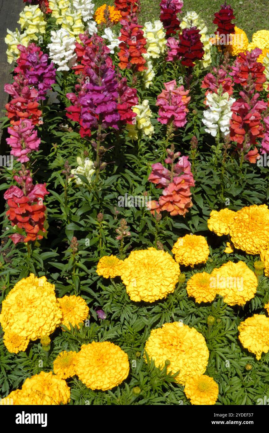 Snap Dragons (Antirrhinum) and Marigold Flowers ( Calendula officinalis ...