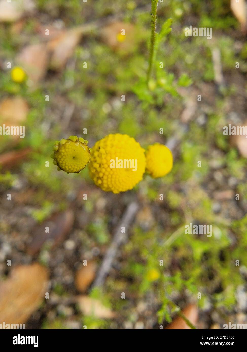 stinknet (Oncosiphon pilulifer Stock Photo - Alamy