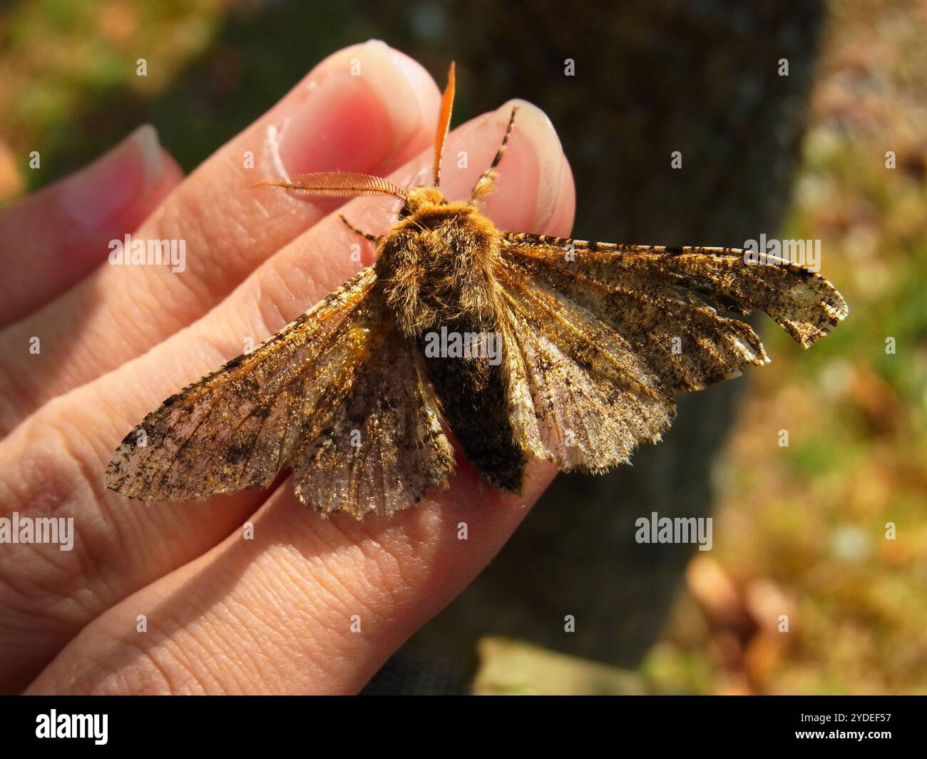 (Biston robustum robustum Stock Photo - Alamy