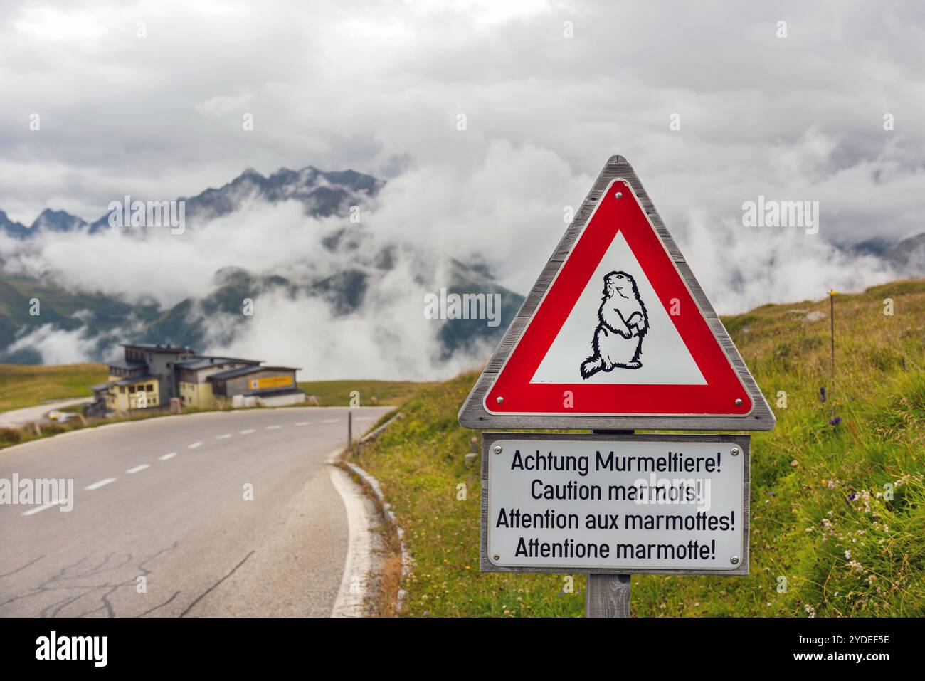 Caution marmots traffic sign on an Alpine road Stock Photo - Alamy