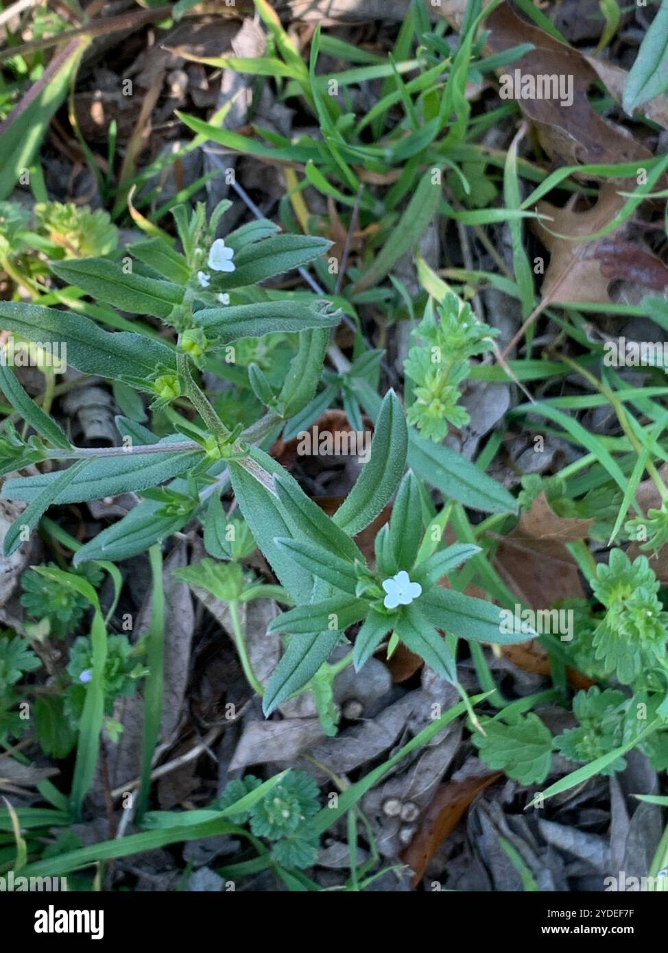 corn gromwell (Buglossoides arvensis Stock Photo - Alamy