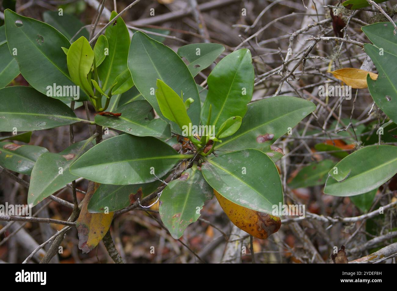 red mangrove (Rhizophora mangle Stock Photo - Alamy