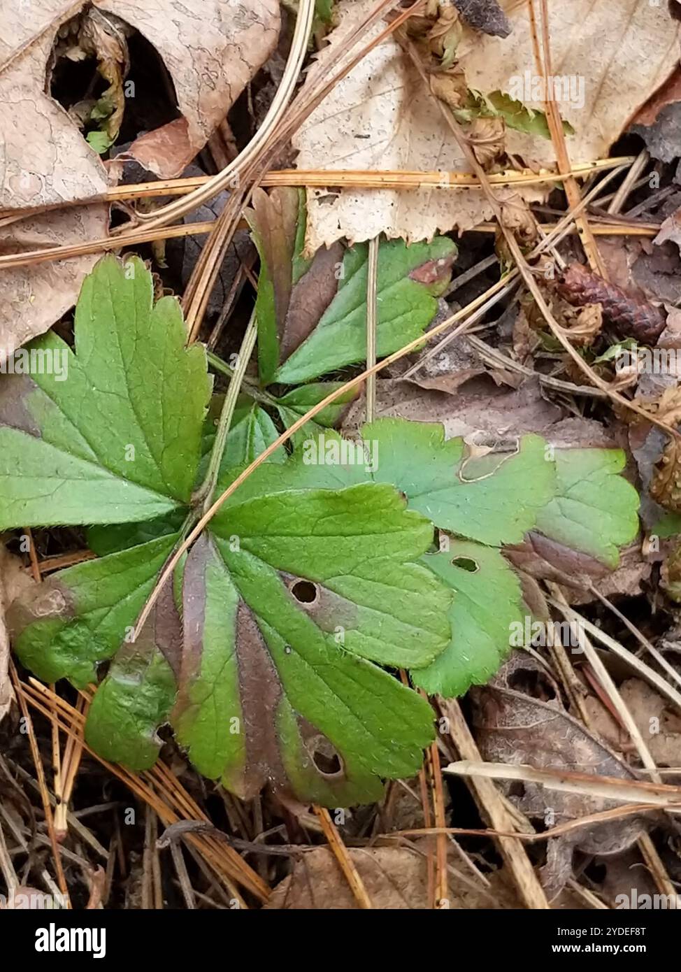 Appalachian barren-strawberry (Waldsteinia fragarioides Stock Photo - Alamy