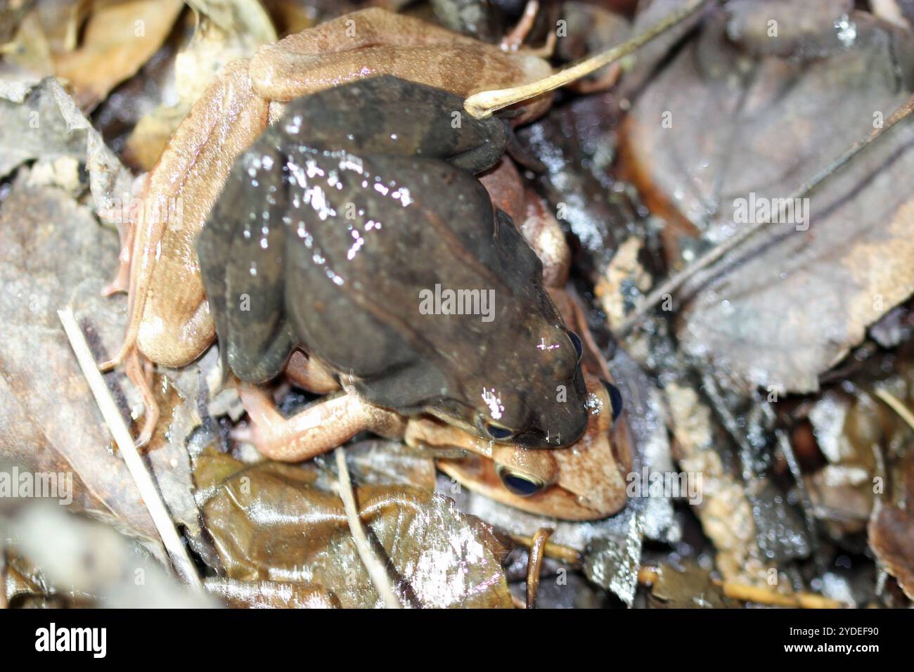 Wood Frog (Lithobates sylvaticus Stock Photo - Alamy