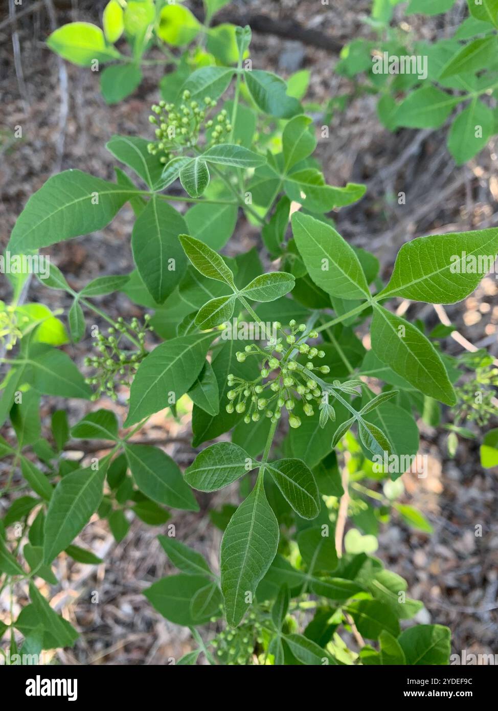 common hoptree (Ptelea trifoliata Stock Photo - Alamy