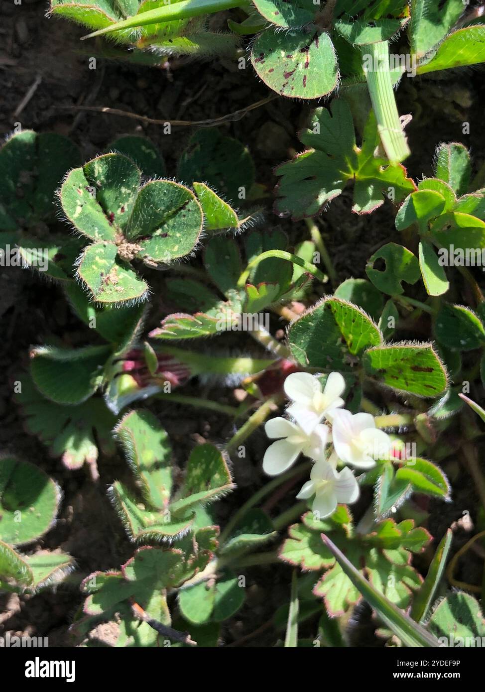 Subterranean Clover (Trifolium subterraneum Stock Photo - Alamy