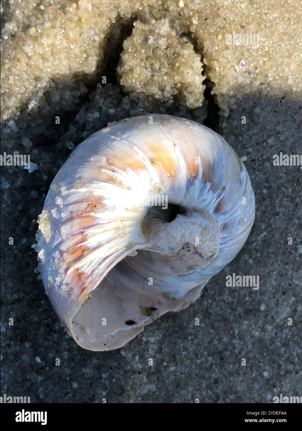 Northern Moonsnail (Euspira heros Stock Photo - Alamy
