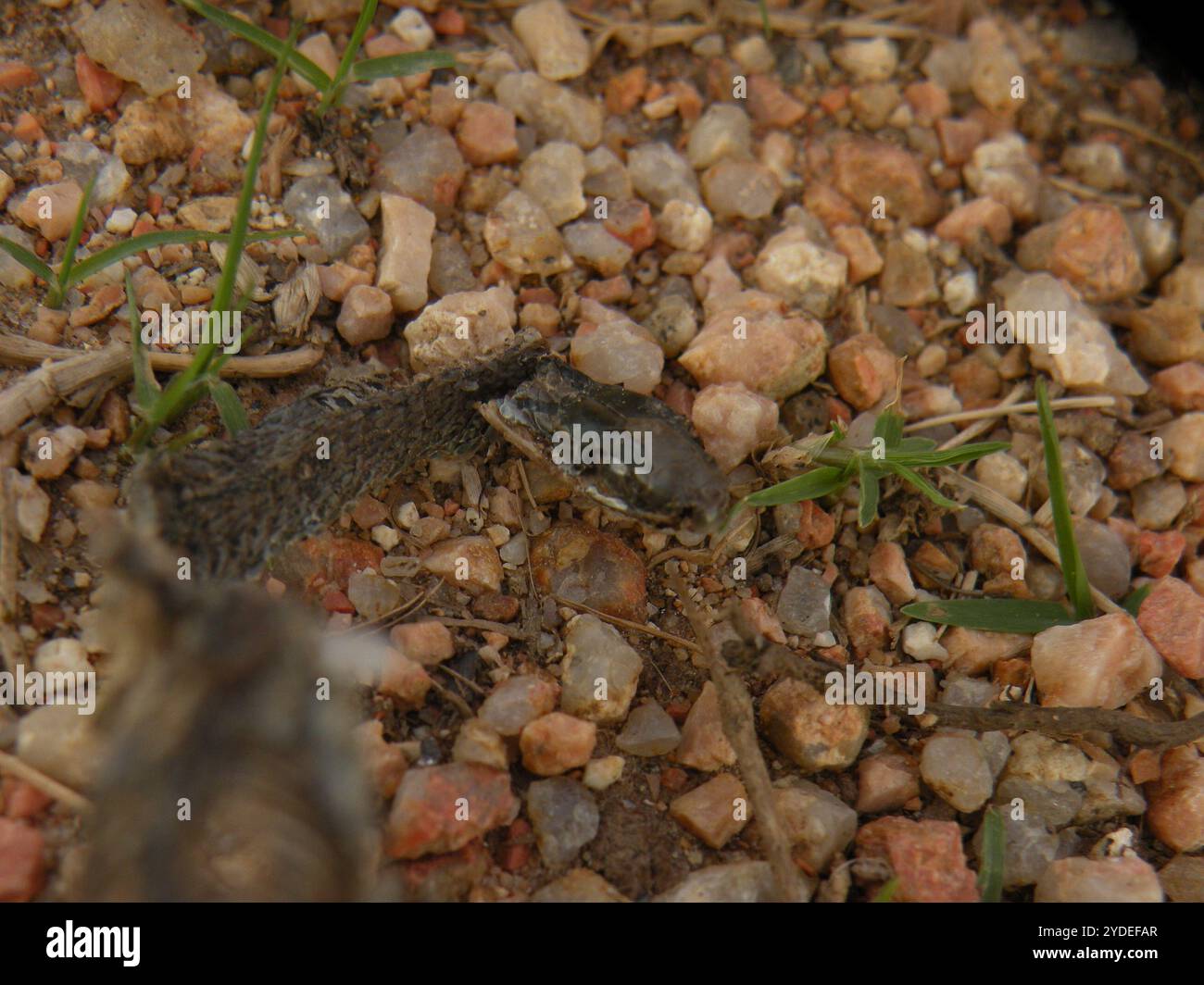 Colubrid Snakes (Colubridae Stock Photo - Alamy