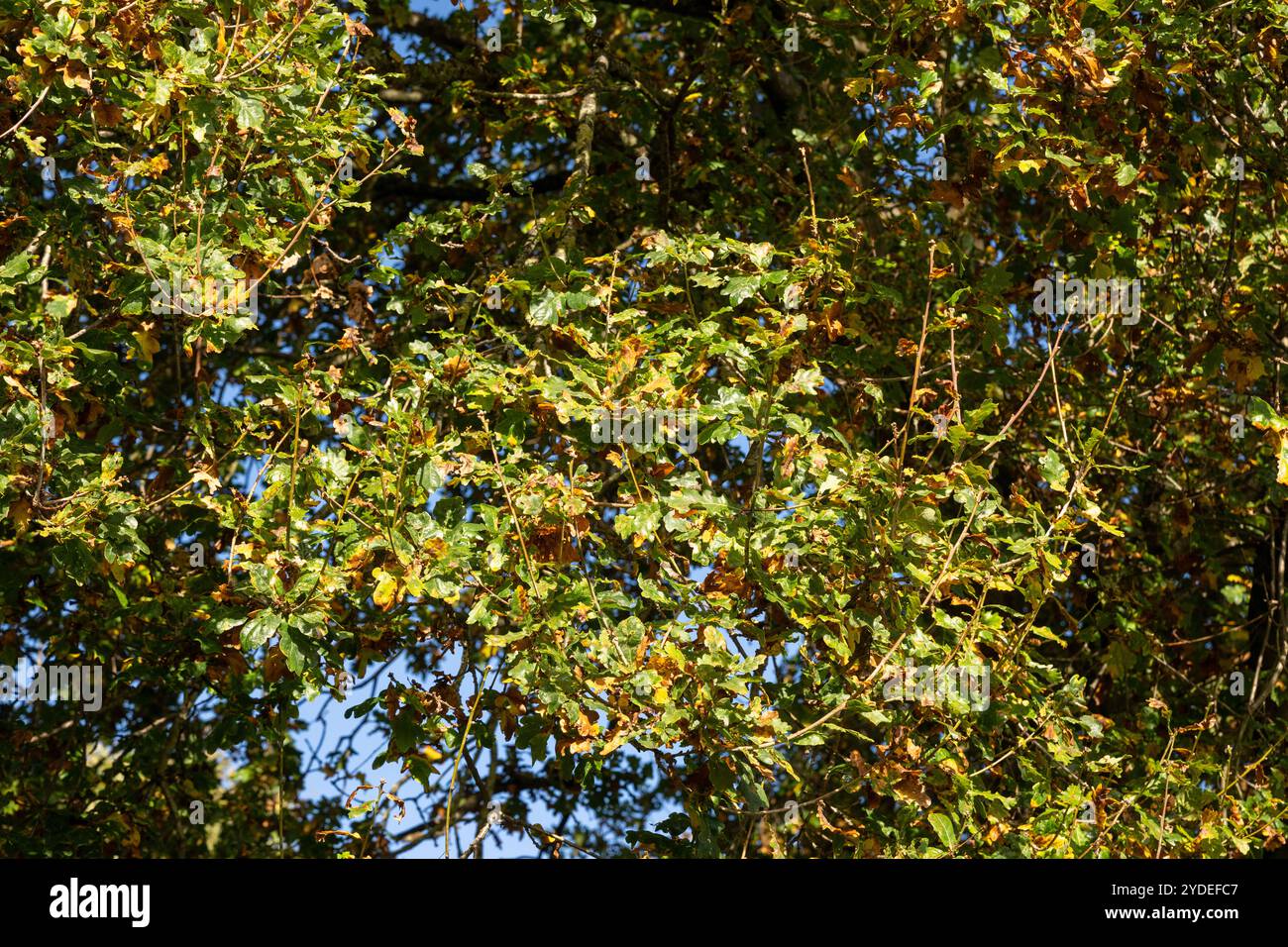 Looking up at the canopy of an English oak tree [Quercus robur] as the ...
