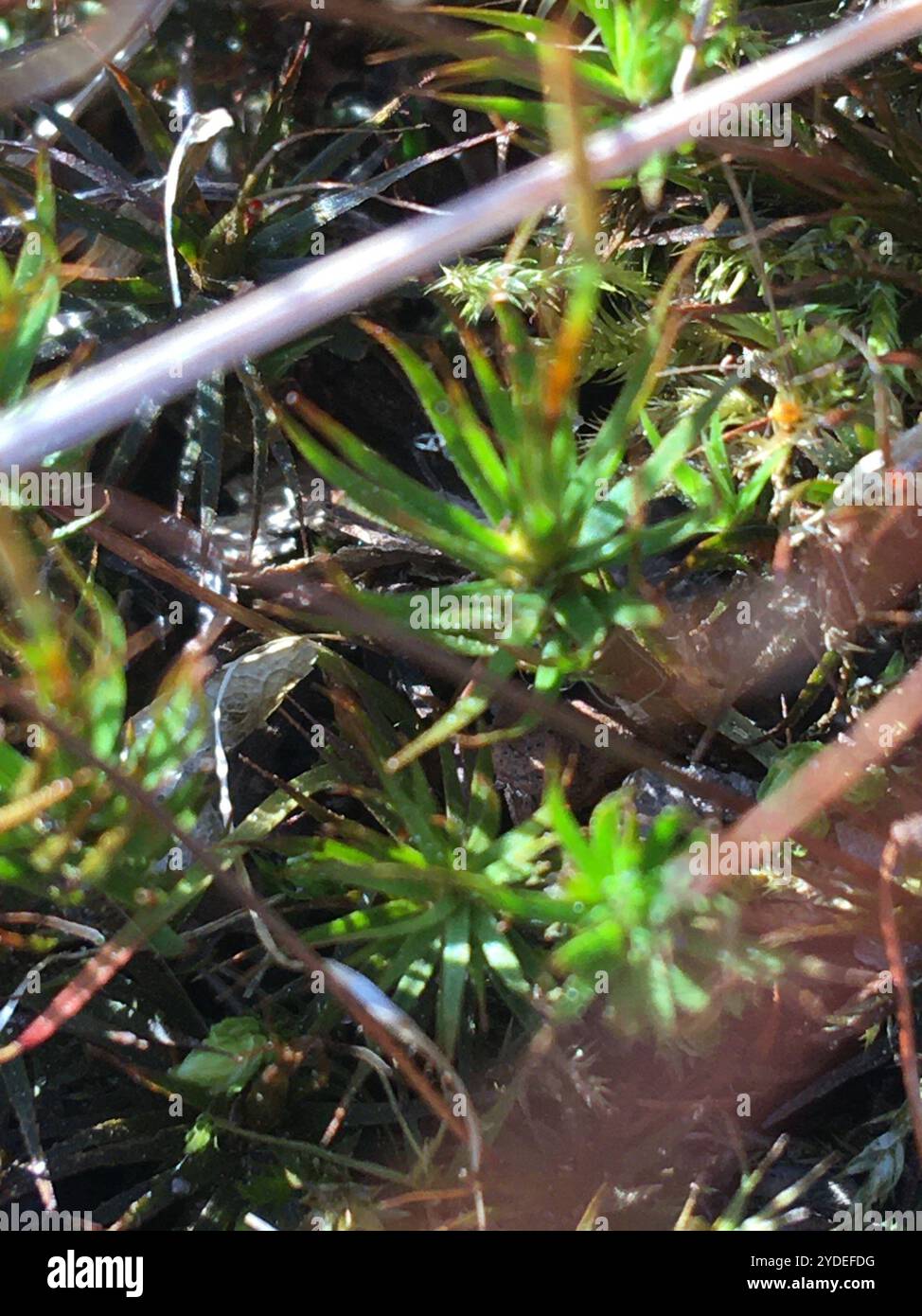 Common Haircap Moss (Polytrichum commune Stock Photo - Alamy