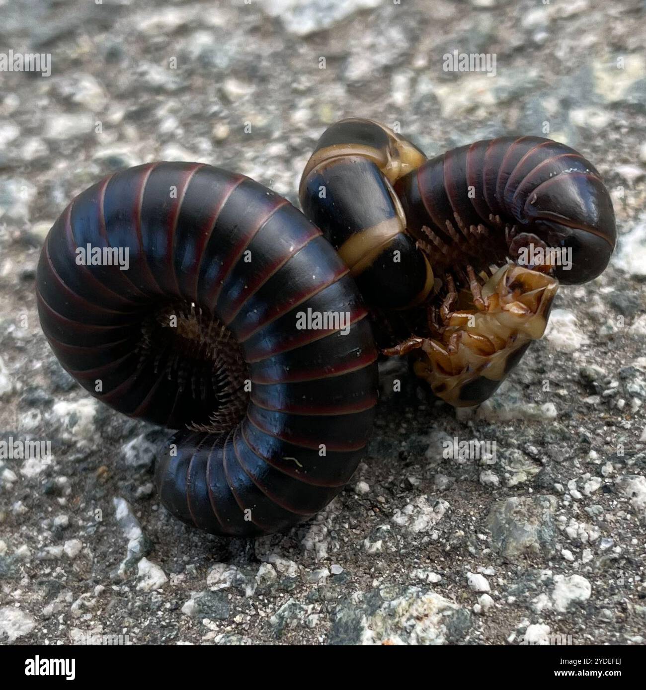 Glowworm Beetles (Phengodidae Stock Photo - Alamy