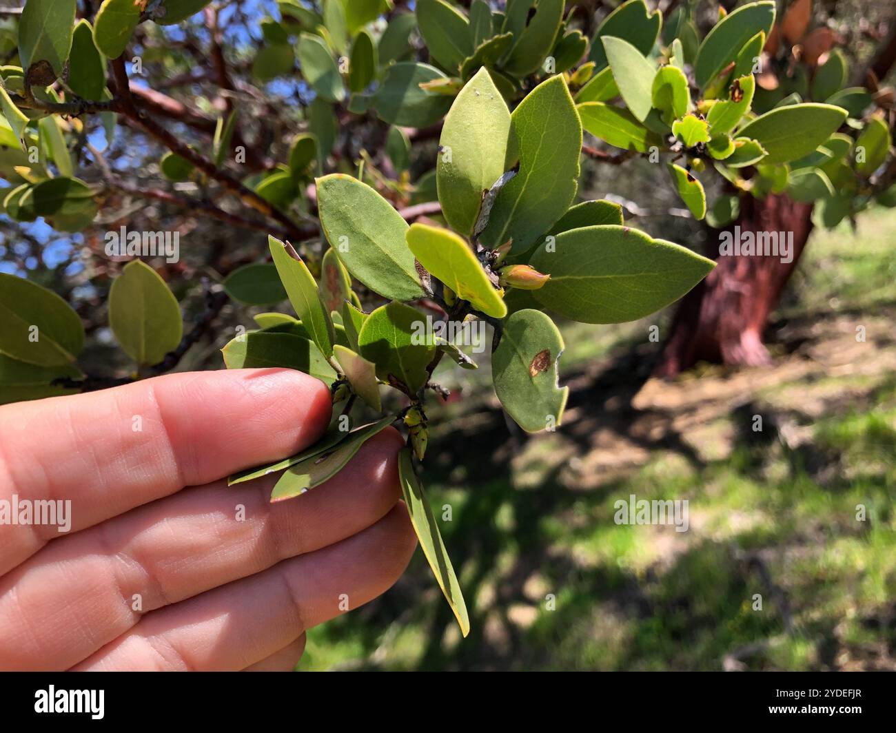 Common Manzanita (Arctostaphylos manzanita Stock Photo - Alamy