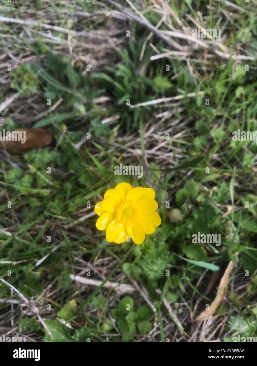 California buttercup (Ranunculus californicus Stock Photo - Alamy