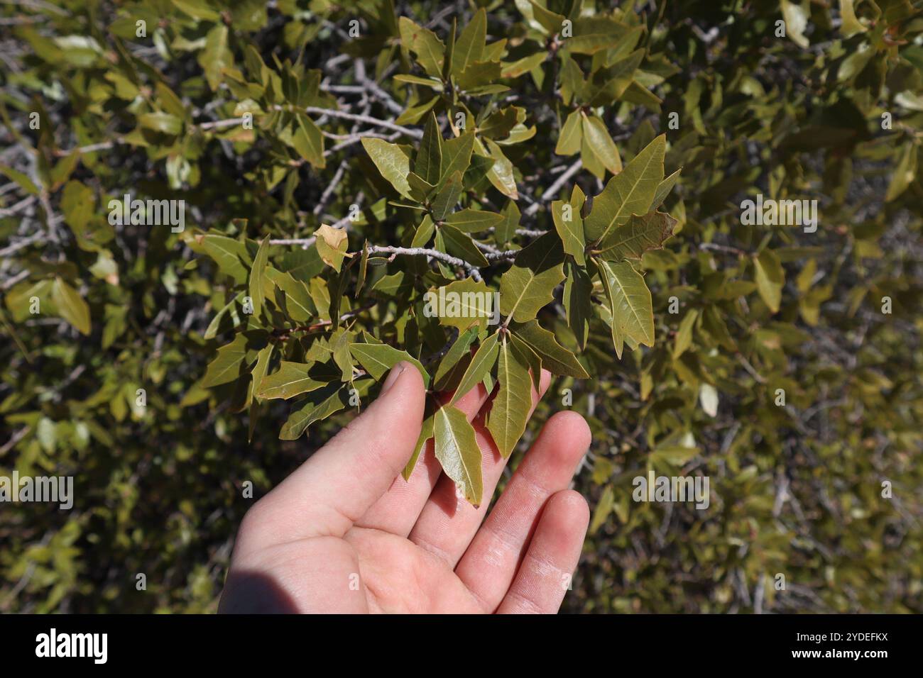 Quercus emoryi hi-res stock photography and images - Alamy