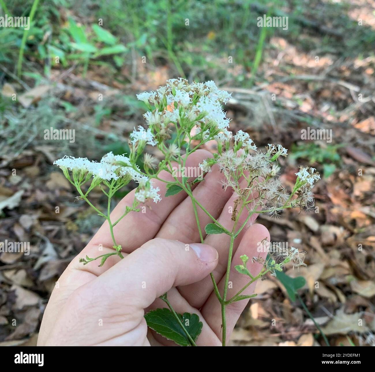 hammock snakeroot (Ageratina jucunda Stock Photo - Alamy