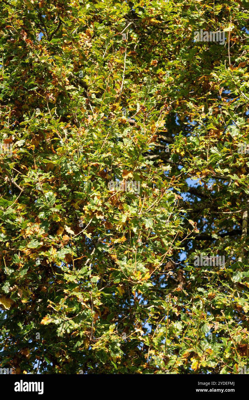 Looking up at the canopy of an English oak tree [Quercus robur] as the ...