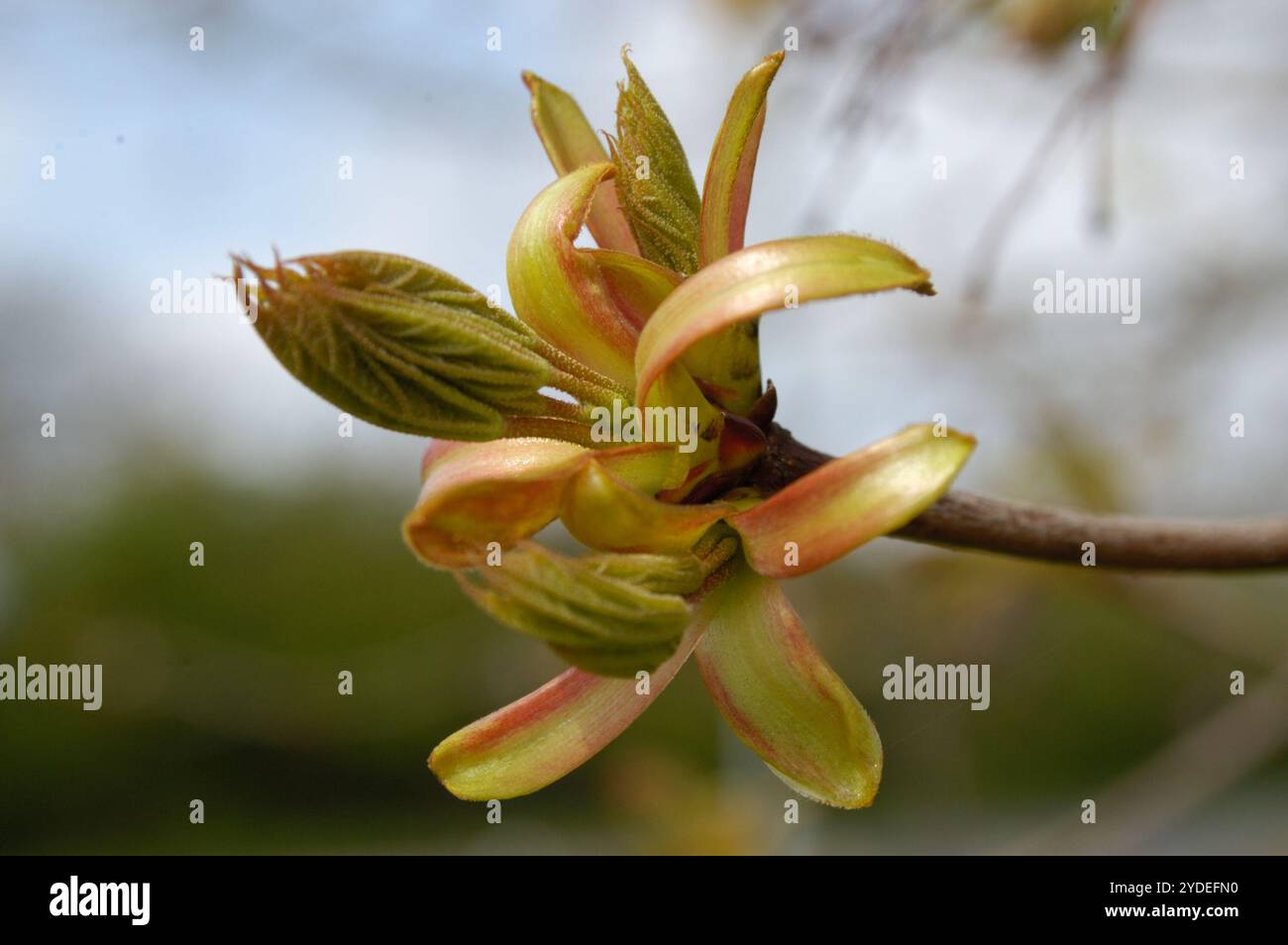 Maple Tree with Young Chutes after budding Stock Photo - Alamy
