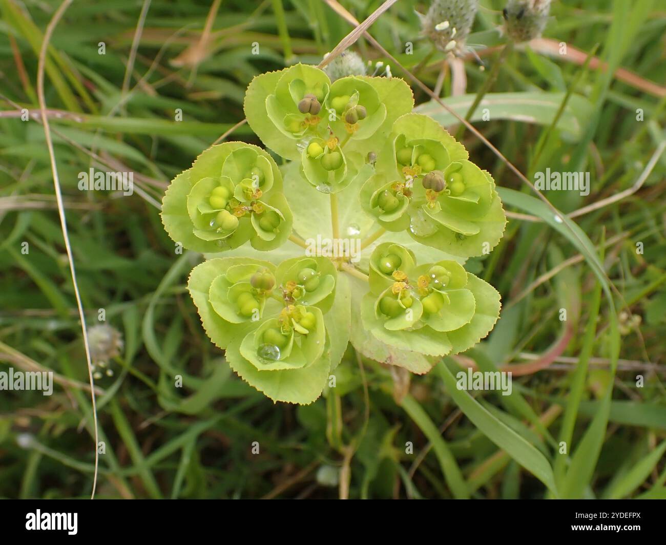 Sun spurge (Euphorbia helioscopia Stock Photo - Alamy