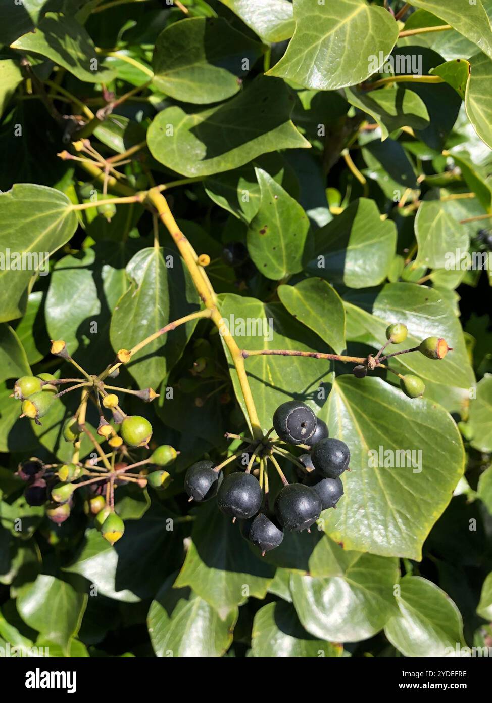 Canary Islands Ivy (Hedera canariensis Stock Photo - Alamy