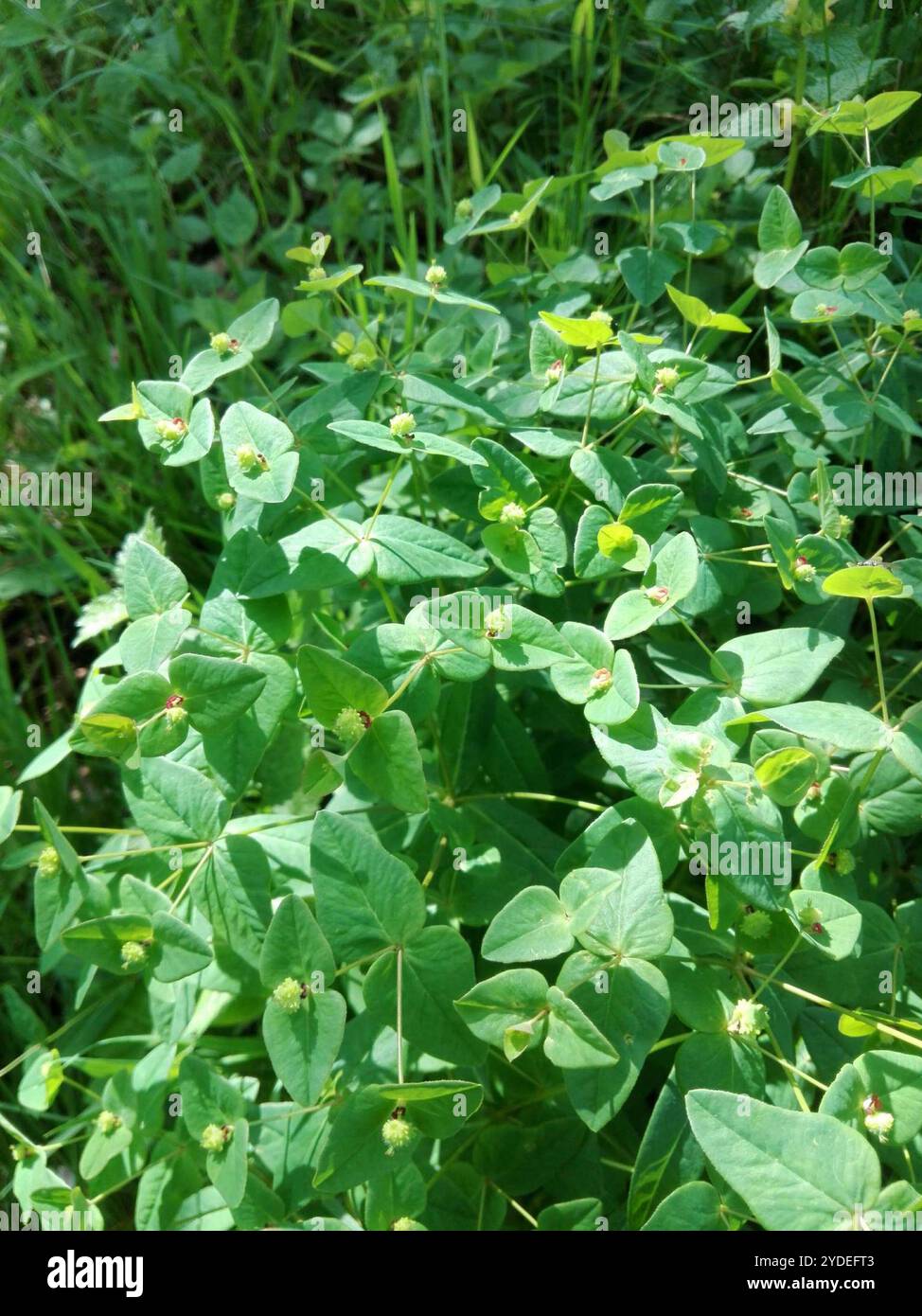 Sweet Spurge (Euphorbia dulcis Stock Photo - Alamy