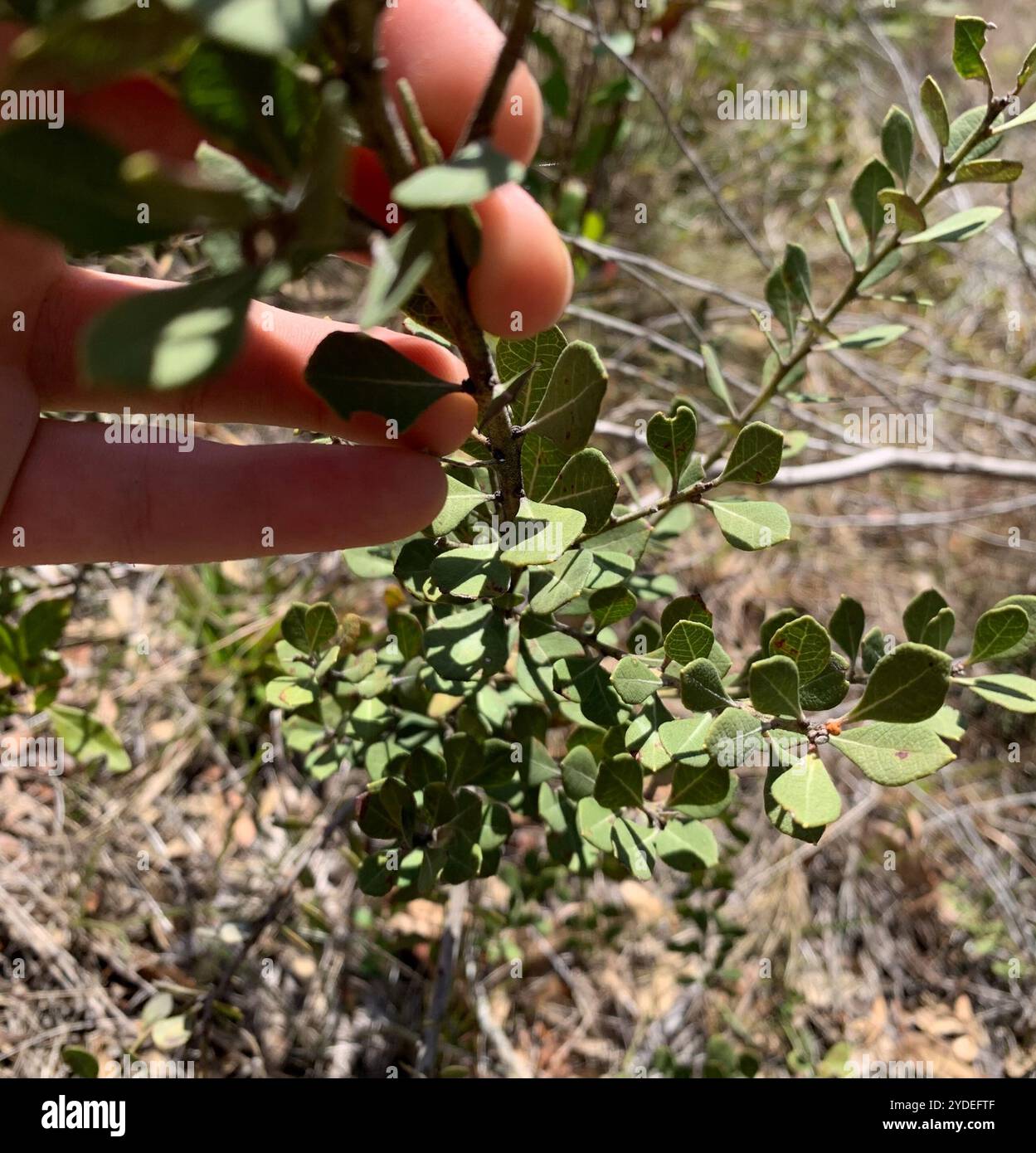 coastal plain staggerbush (Lyonia fruticosa Stock Photo - Alamy