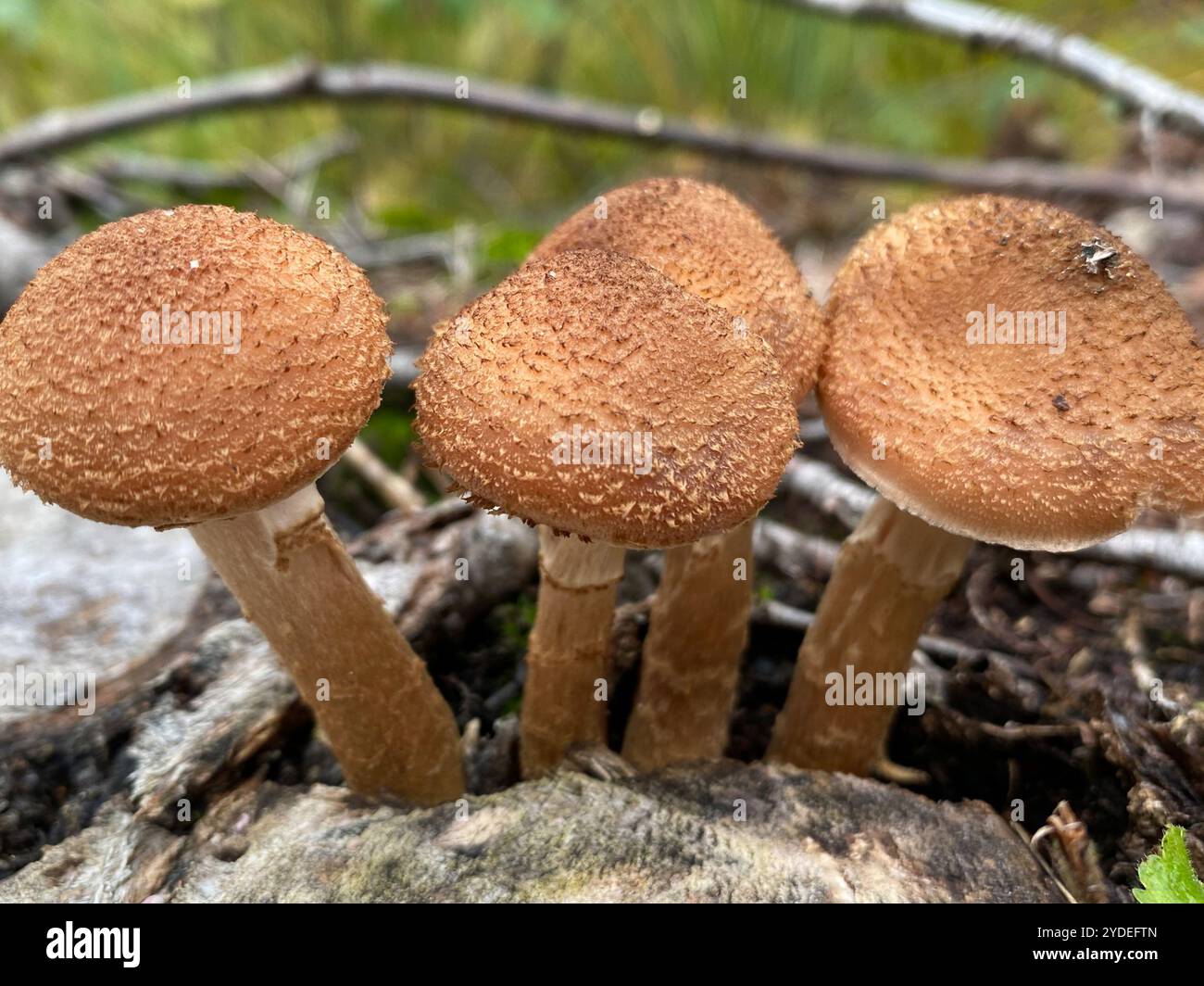 honey mushrooms (Armillaria Stock Photo - Alamy