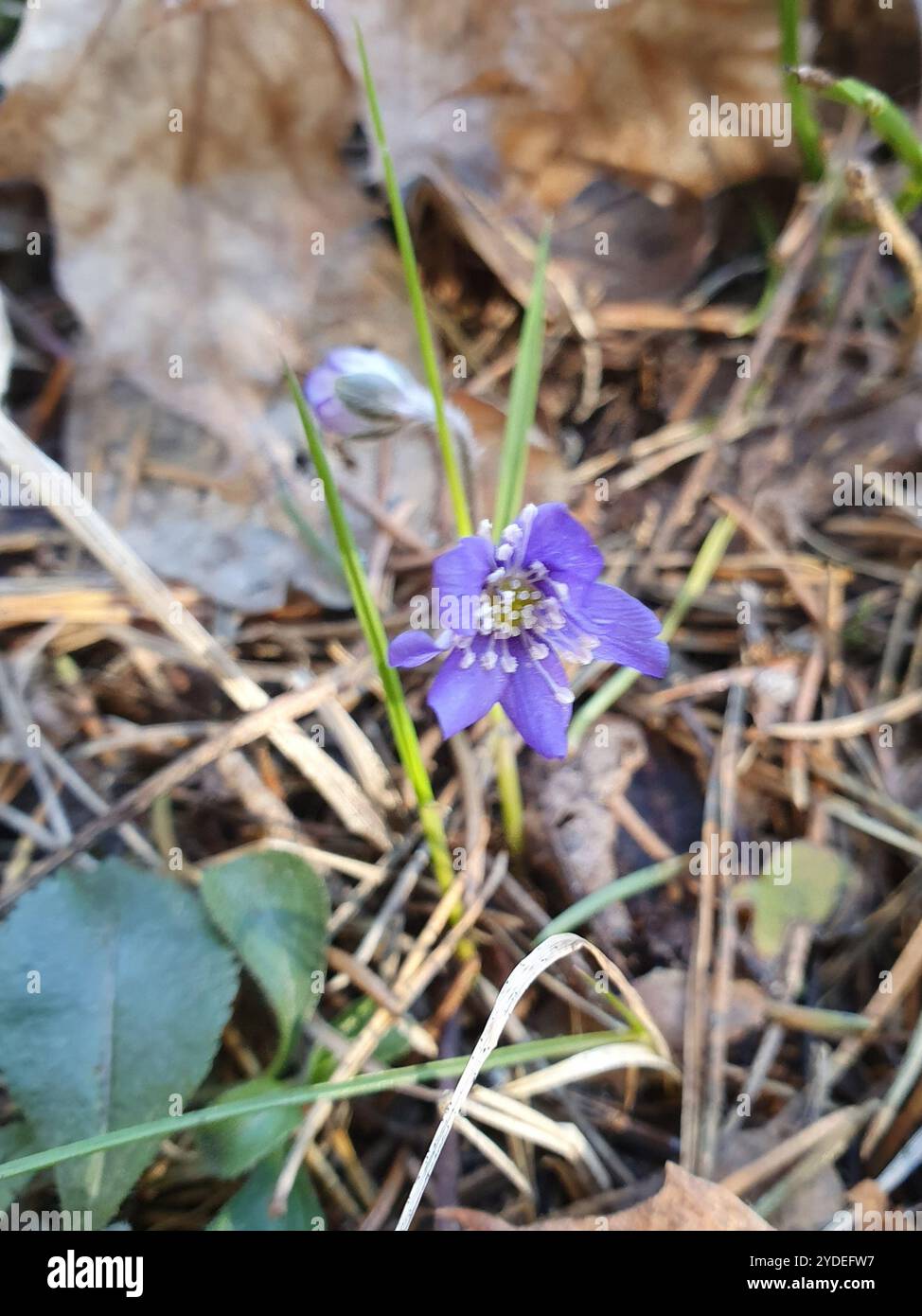 Liverleaf (Hepatica nobilis Stock Photo - Alamy