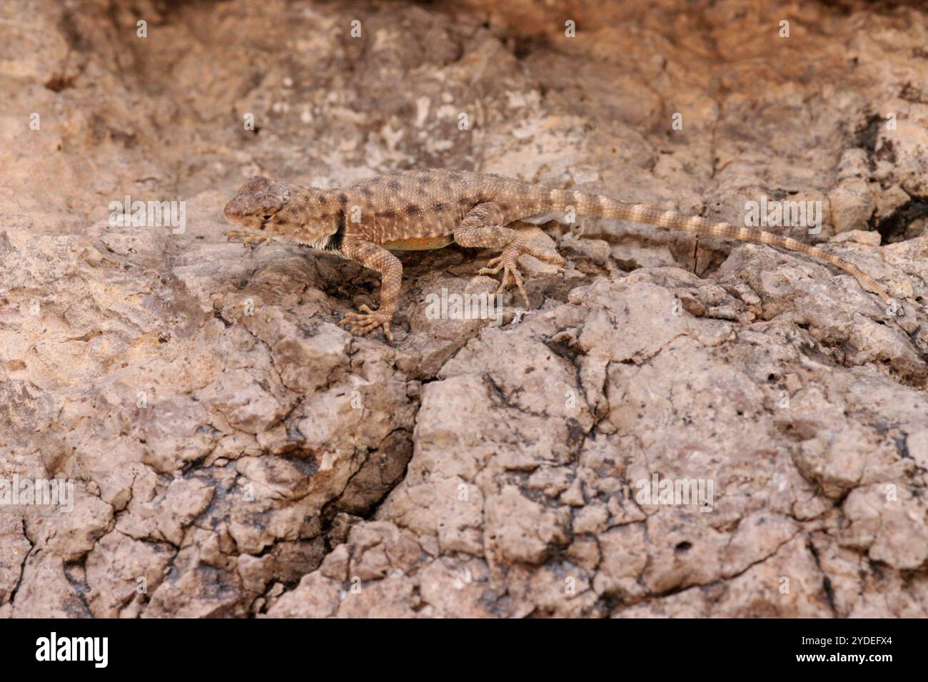 Canyon Lizard (Sceloporus merriami Stock Photo - Alamy