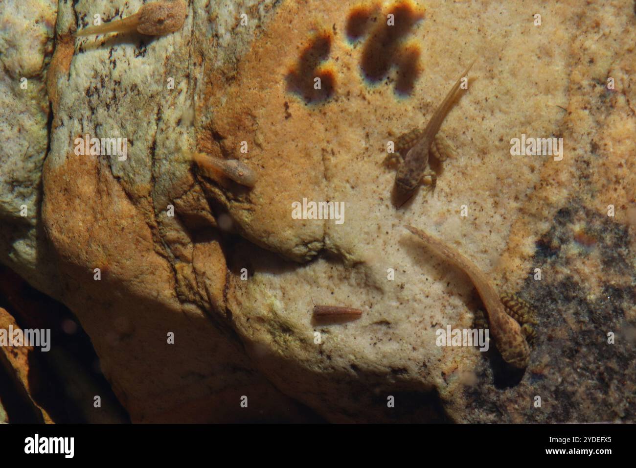Cape Ghost frog (Heleophryne purcelli Stock Photo - Alamy