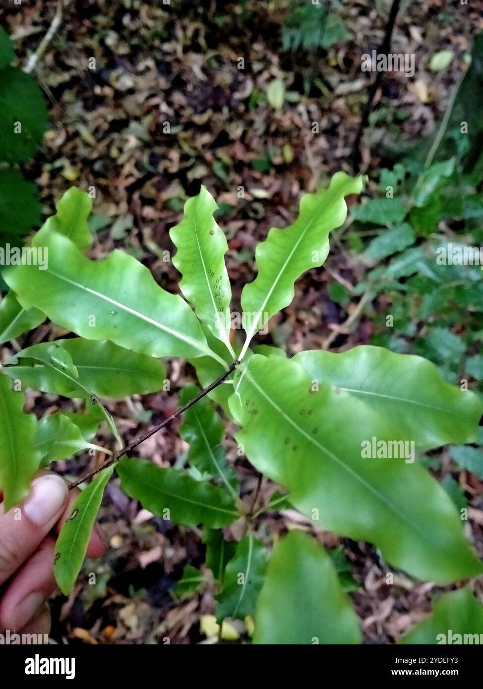 tarata (Pittosporum eugenioides Stock Photo - Alamy