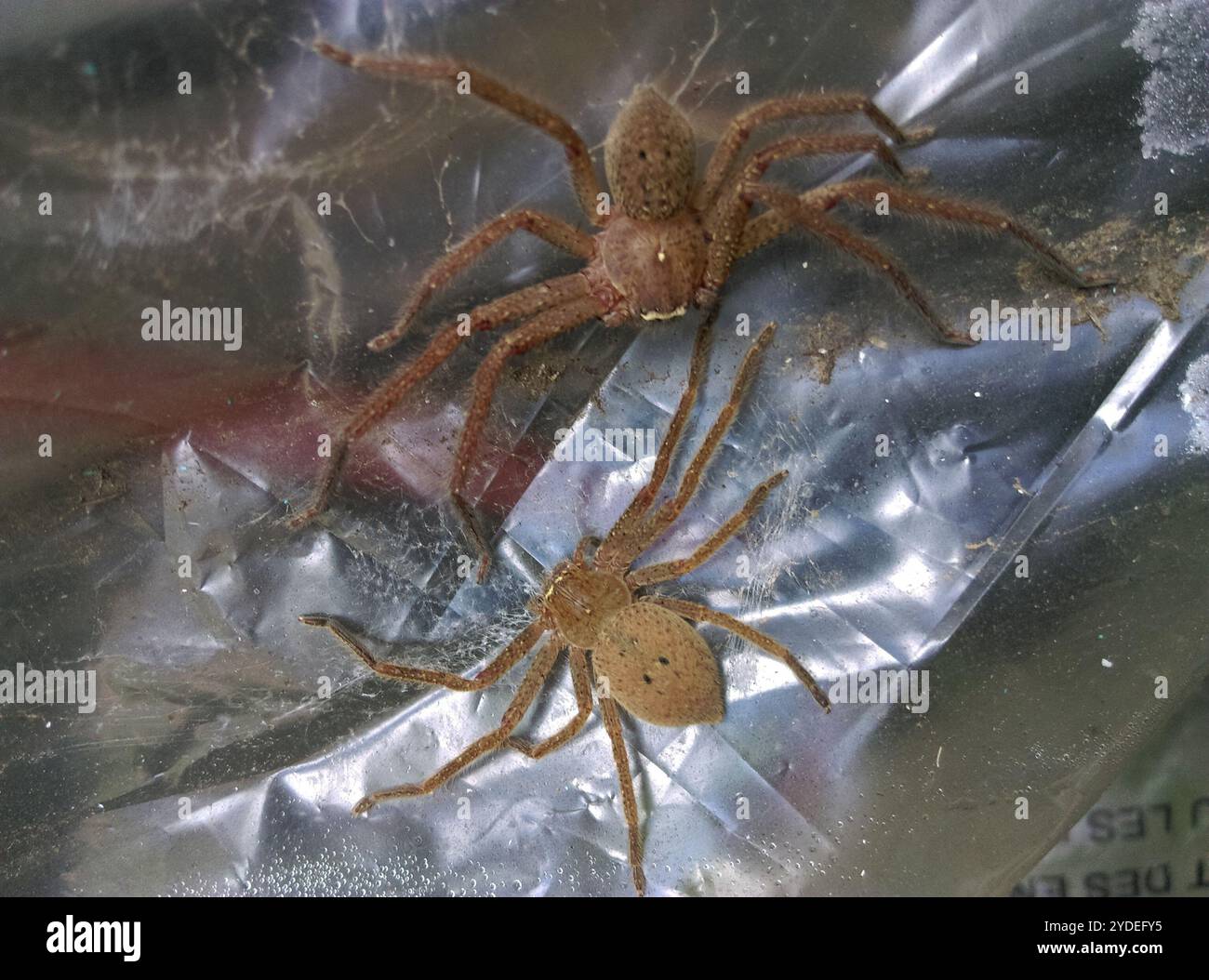 Badge Huntsman Spiders (Neosparassus Stock Photo - Alamy