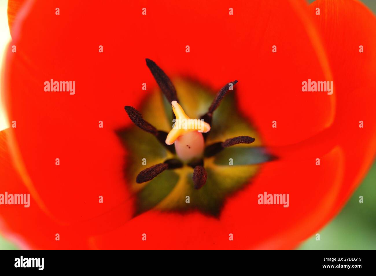 Giant red poppy flower in hi-res stock photography and images - Alamy