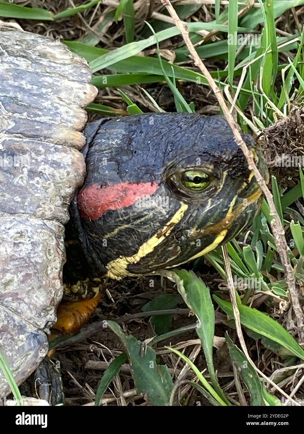 Red-eared Slider (Trachemys scripta elegans Stock Photo - Alamy